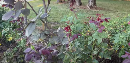 Red Leaves on Roses: What to Do? - GardenProfy