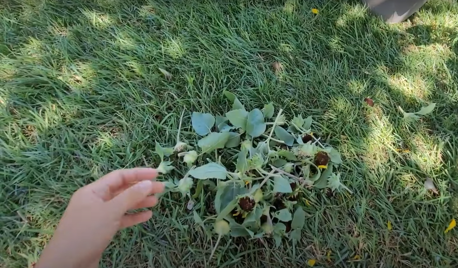 Sunflower Petals Falling Off: What to Do? - GardenProfy