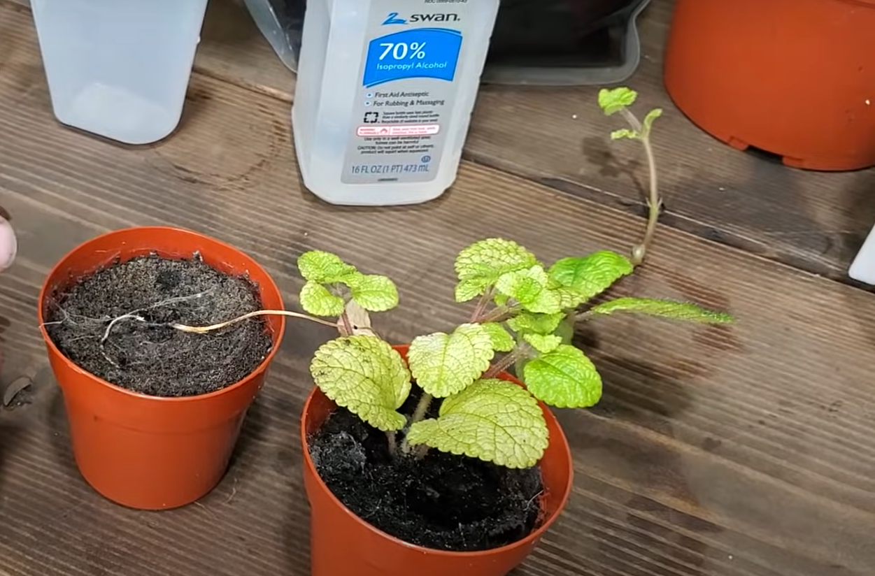 What Do Spider Mites Look Like on Plants? - GardenProfy