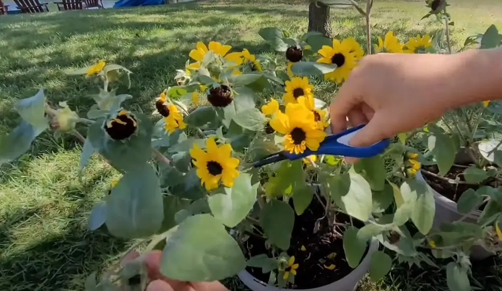 Sunflower Petals Falling Off: What to Do? - GardenProfy