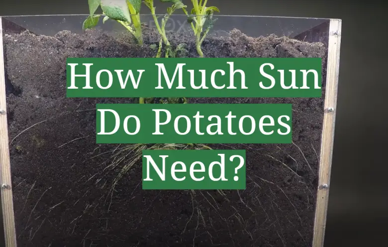 How Much Sun Do Potatoes Need? - GardenProfy