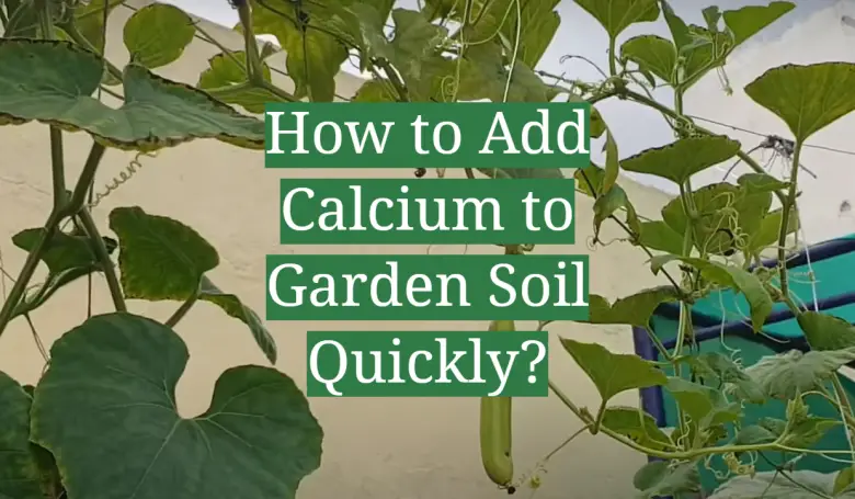 How to Add Calcium to Garden Soil Quickly? - GardenProfy