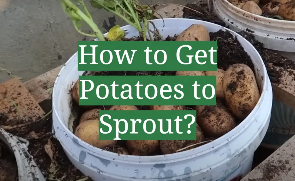 How to Get Potatoes to Sprout? - GardenProfy