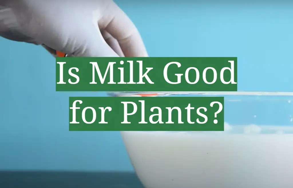 Is Milk Good for Plants? - GardenProfy