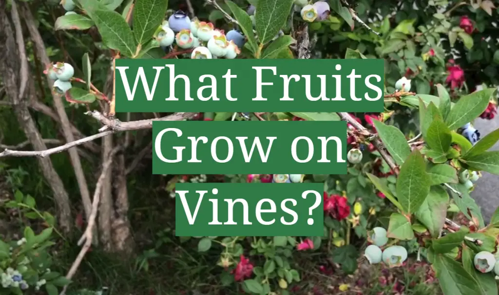 What Fruits Grow on Vines? - GardenProfy