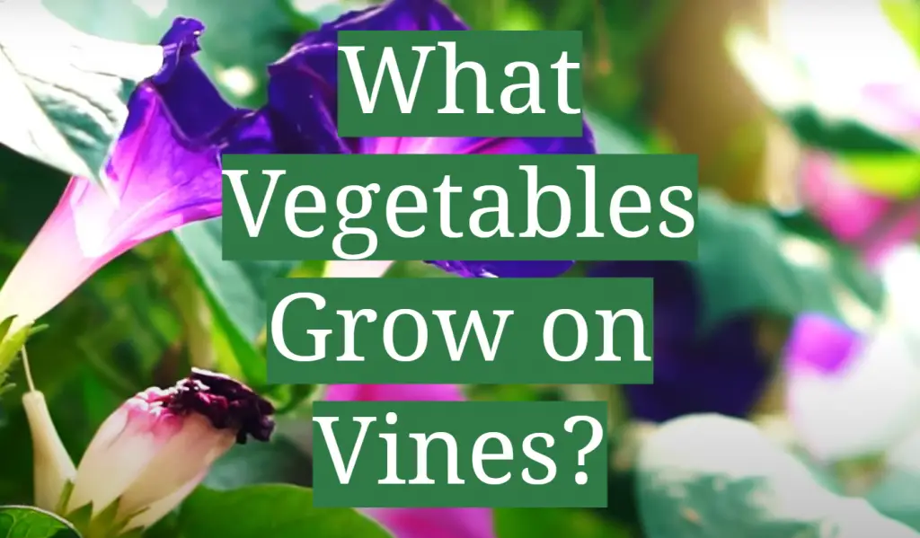 What Vegetables Grow on Vines? - GardenProfy