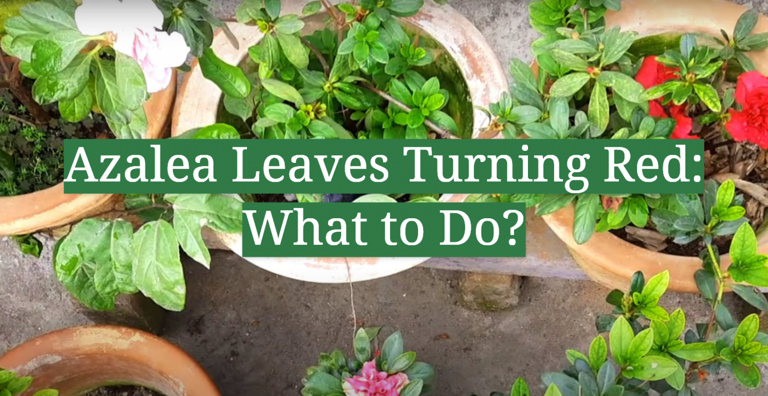 Azalea Leaves Turning Red: What to Do? - GardenProfy