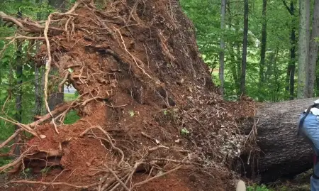 Do Copper Nails Kill Trees? - GardenProfy