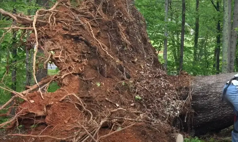 Do Copper Nails Kill Trees? - GardenProfy