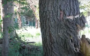 Do Copper Nails Kill Trees? - GardenProfy