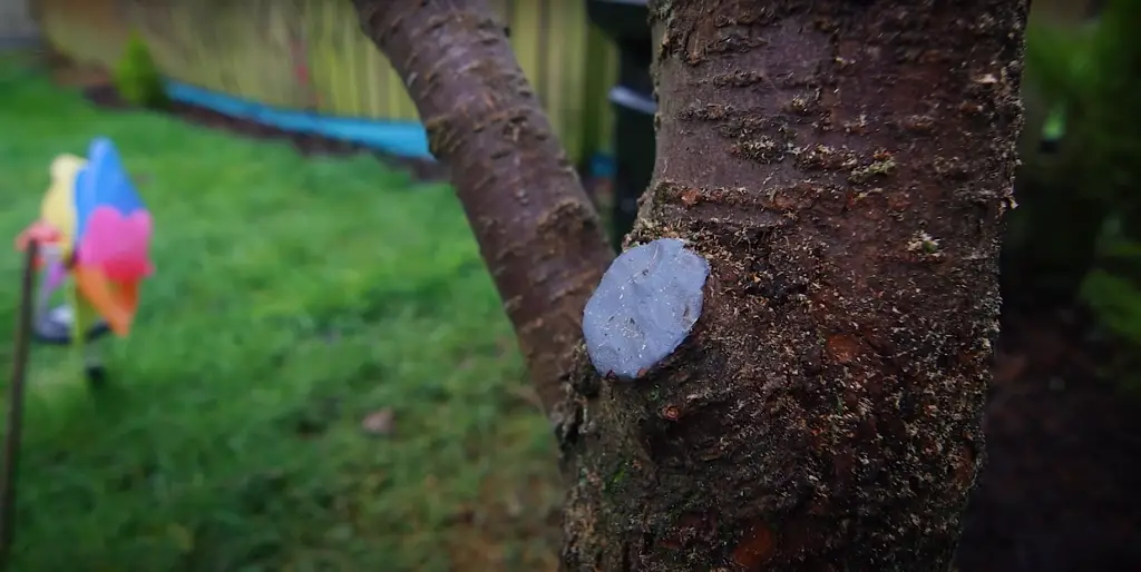 How to Revive a Dying Plum Tree? - GardenProfy