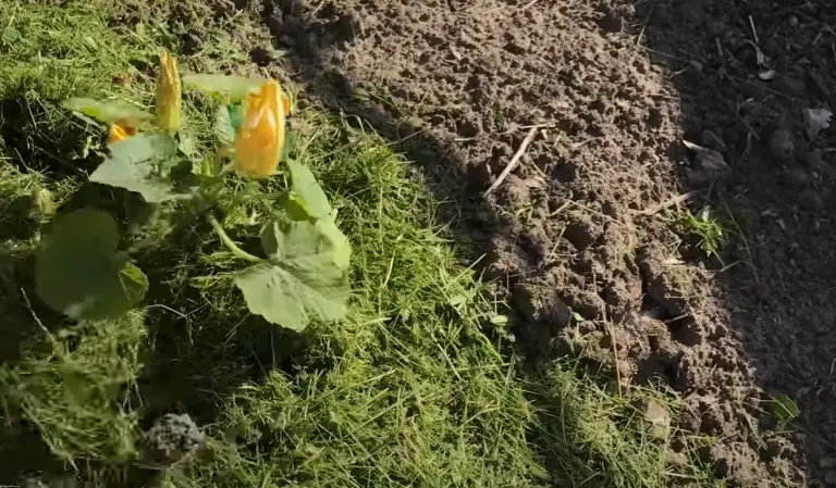 How to Compost Grass Clippings? - GardenProfy