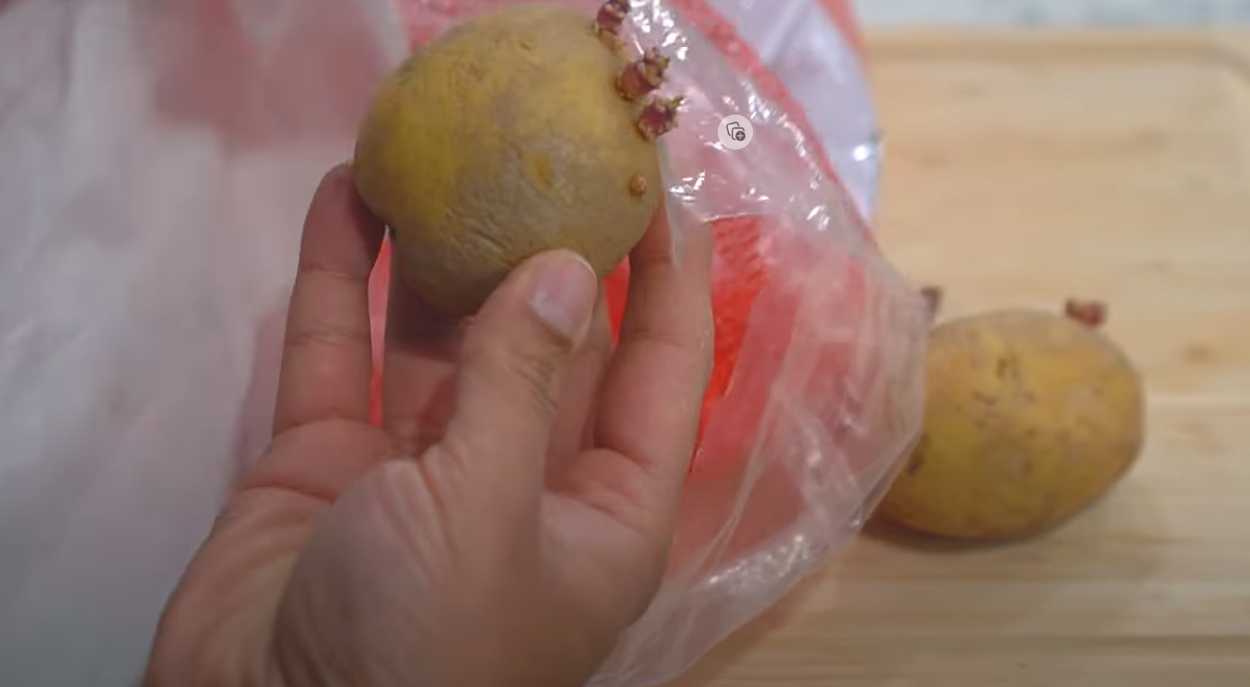 How to Get Potatoes to Sprout? - GardenProfy