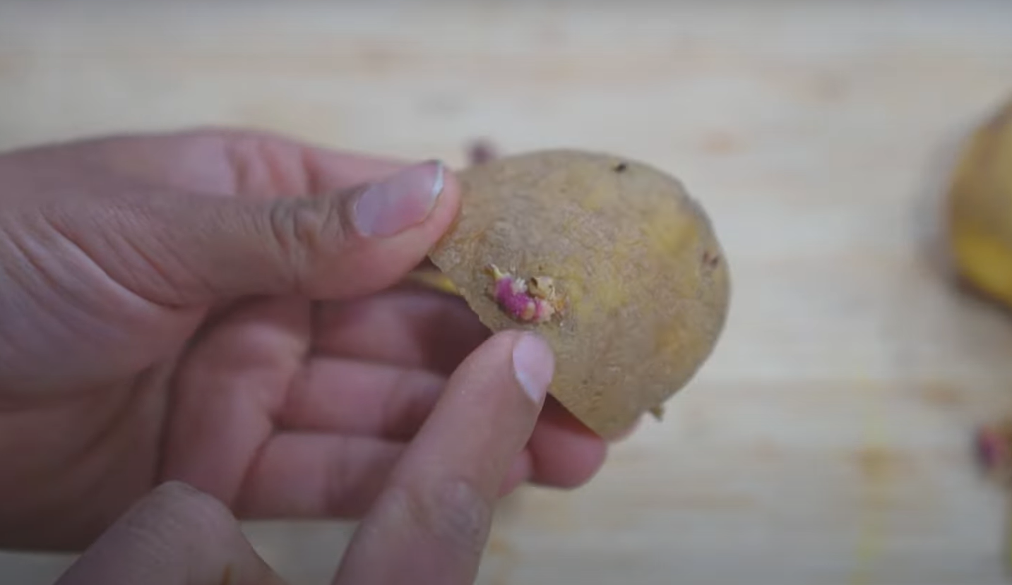 How to Get Potatoes to Sprout? - GardenProfy
