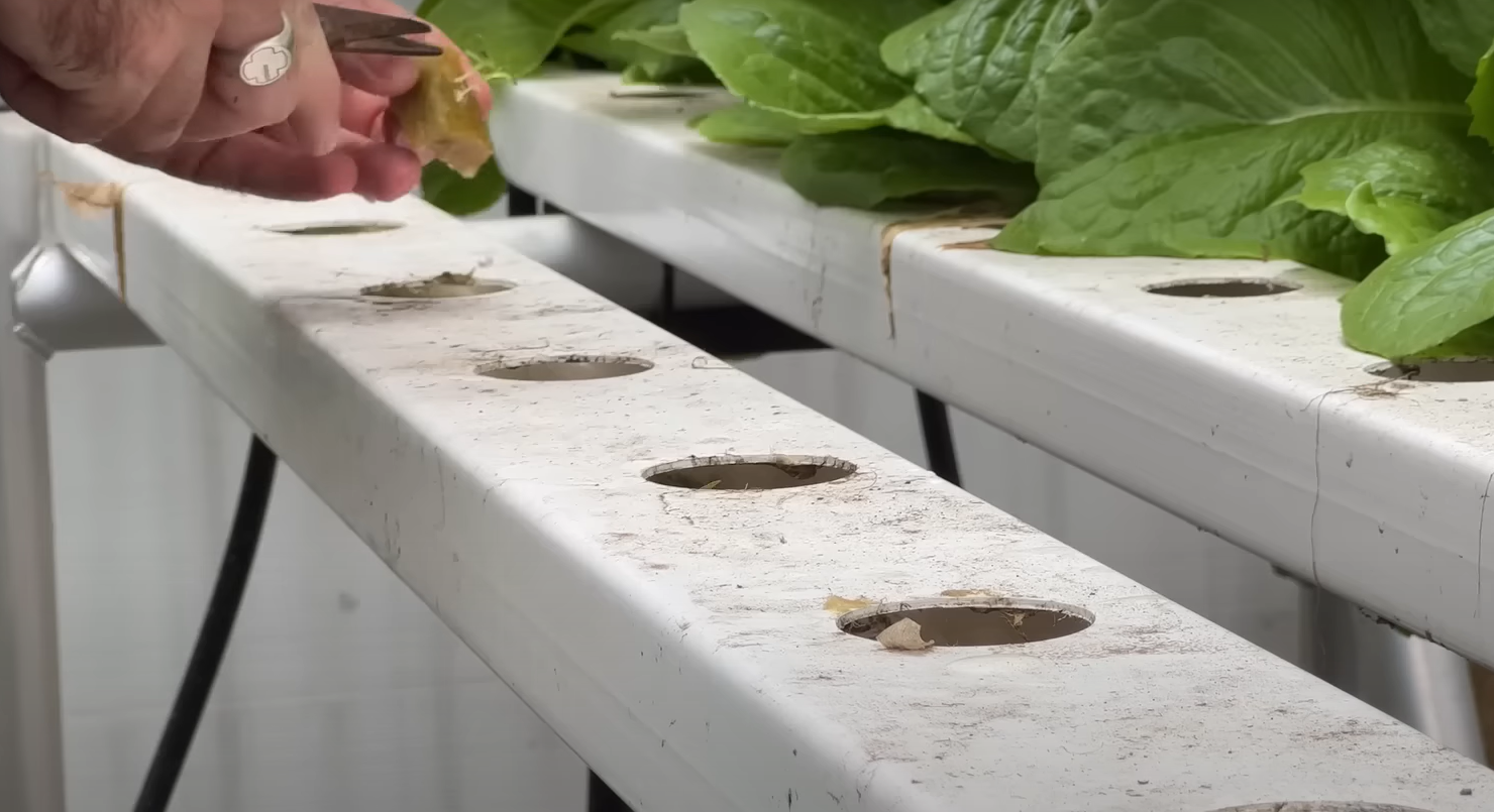 How to Start Seeds in Rockwool? - GardenProfy