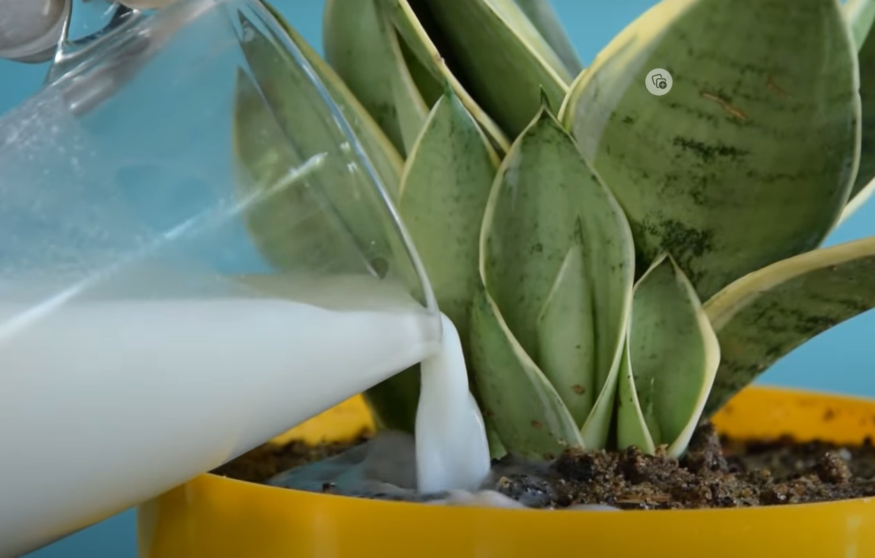 Is Milk Good for Plants? - GardenProfy