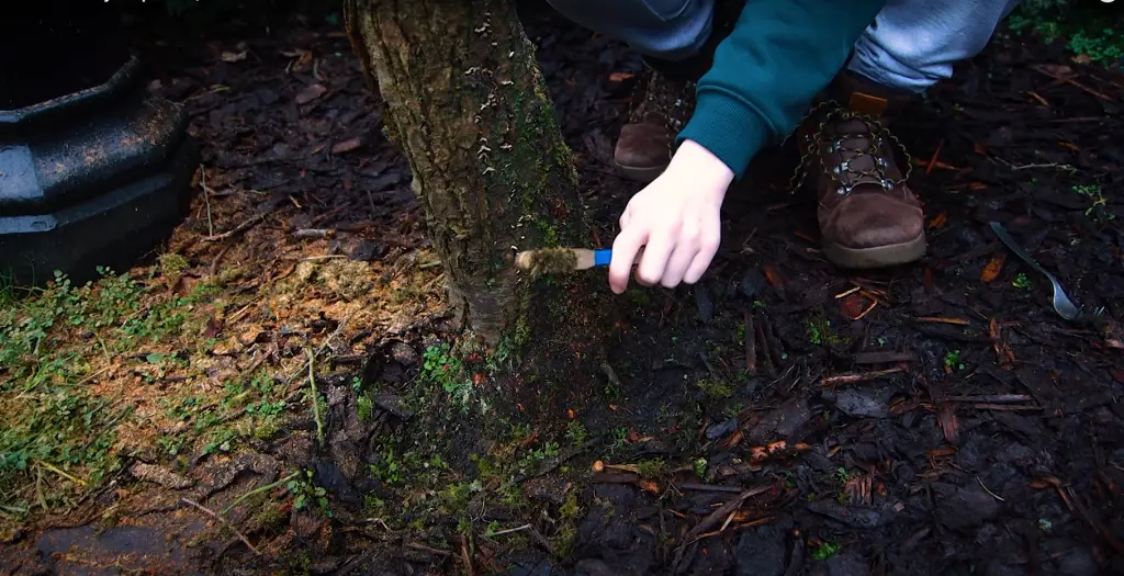 How to Revive a Dying Plum Tree? - GardenProfy