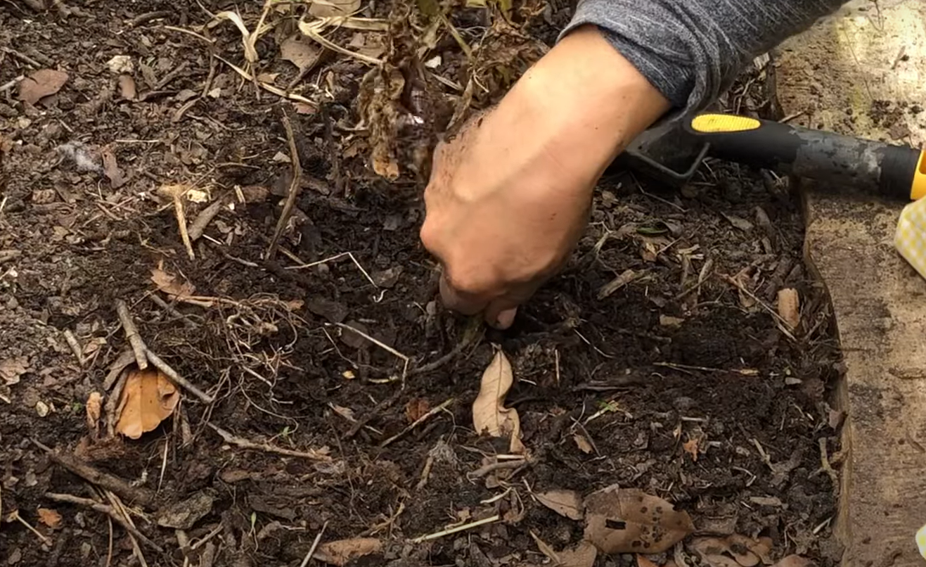 Seed Potatoes vs. Regular Potatoes: What’s the Difference? - GardenProfy