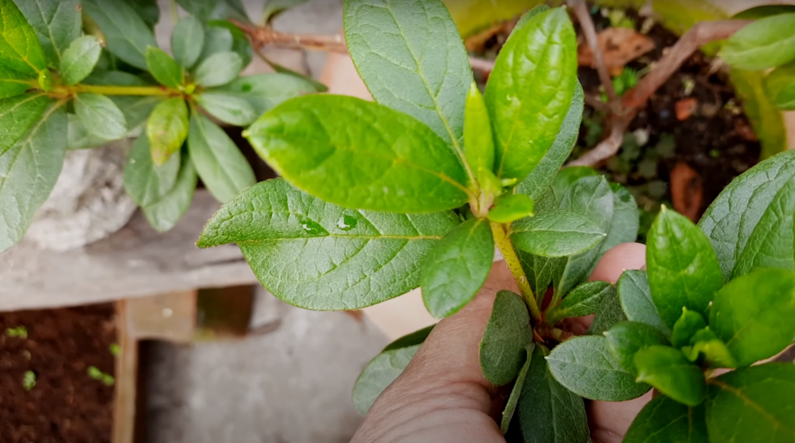 Azalea Leaves Turning Red: What to Do? - GardenProfy