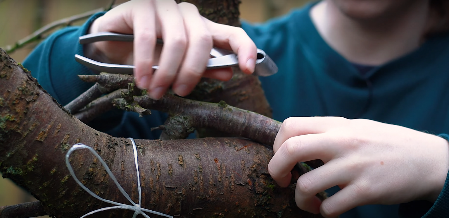 How to Revive a Dying Plum Tree? - GardenProfy