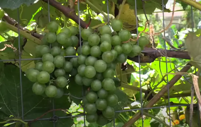 What Fruits Grow on Vines? - GardenProfy
