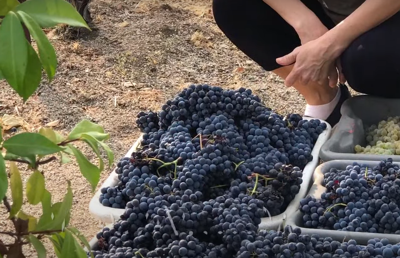 What Fruits Grow on Vines? - GardenProfy