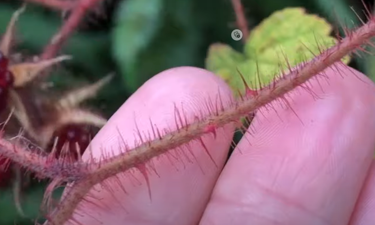 What Fruits Grow on Vines? - GardenProfy