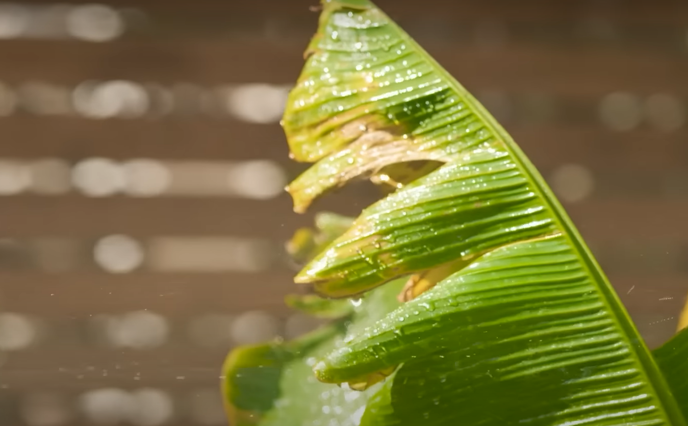 What Happens When You Plant Bananas in Your Garden? - GardenProfy