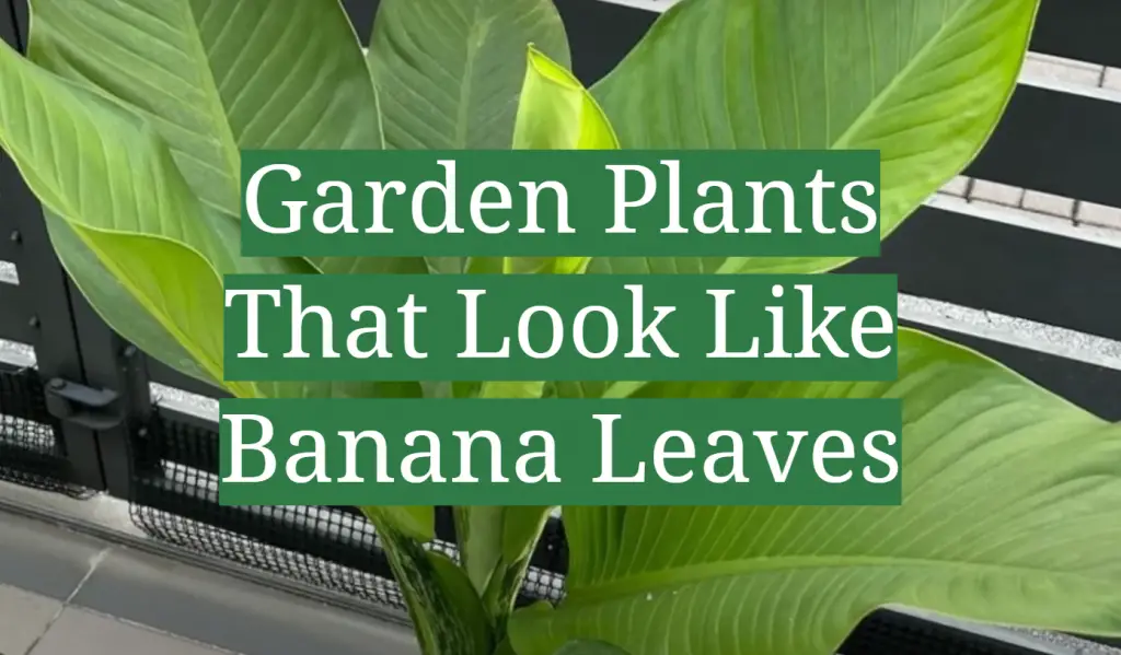 Garden Plants That Look Like Banana Leaves - GardenProfy
