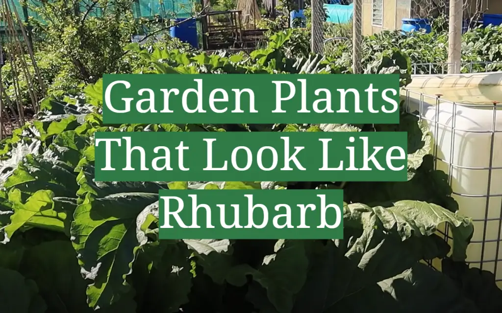 Garden Plants That Look Like Rhubarb - GardenProfy