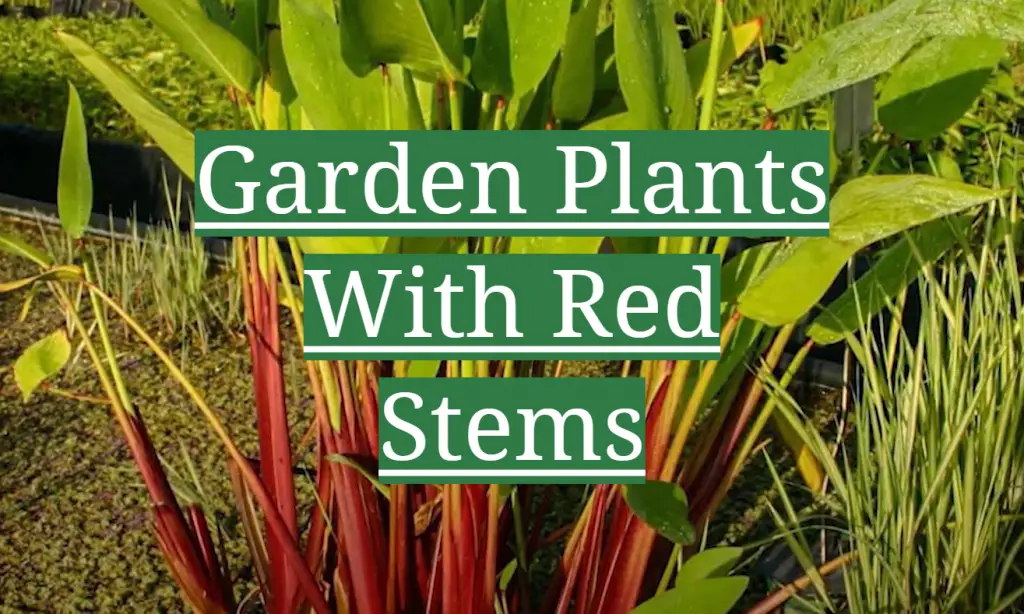 Garden Plants With Red Stems - GardenProfy