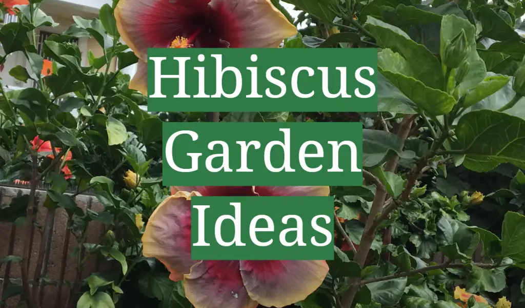 Hibiscus Garden Ideas - GardenProfy