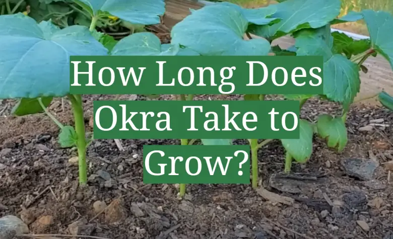 How Long Does Okra Take to Grow? - GardenProfy