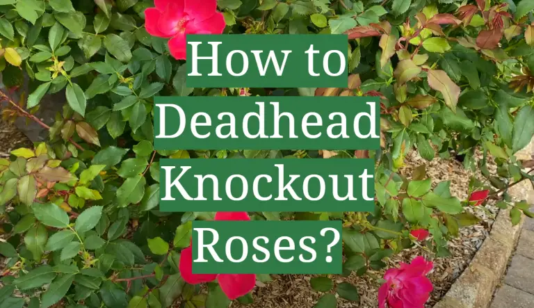 How to Deadhead Knockout Roses? - GardenProfy