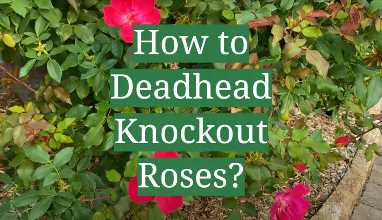 How to Deadhead Knockout Roses? - GardenProfy