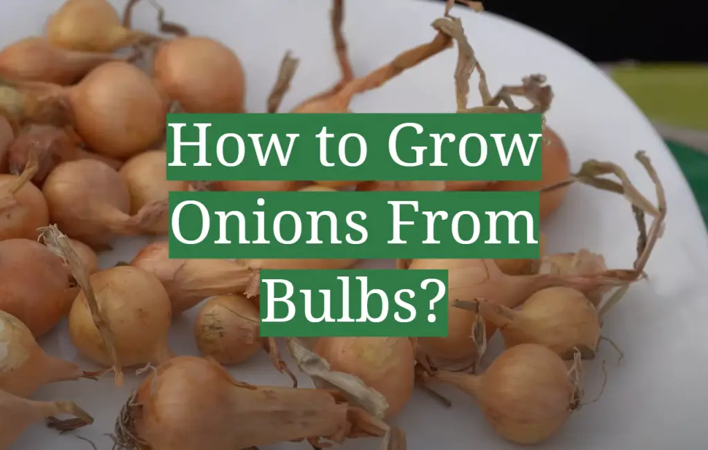 How to Grow Onions From Bulbs? - GardenProfy