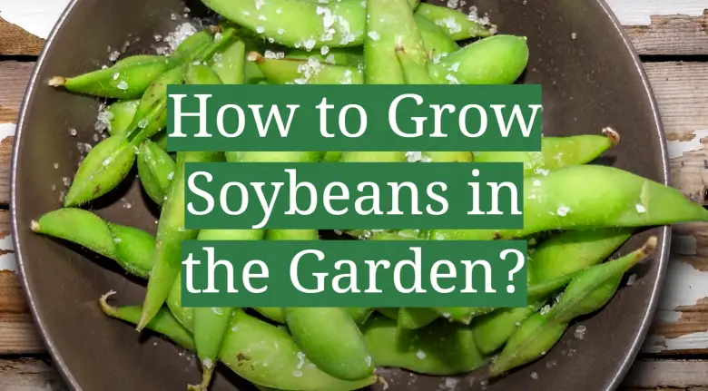 How to Grow Soybeans in the Garden? - GardenProfy