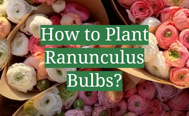 How to Plant Ranunculus Bulbs? - GardenProfy