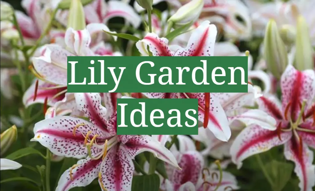 Lily Garden Ideas - GardenProfy