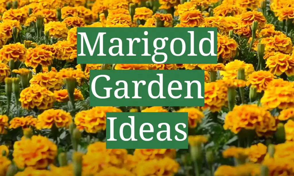Marigold Garden Ideas - GardenProfy