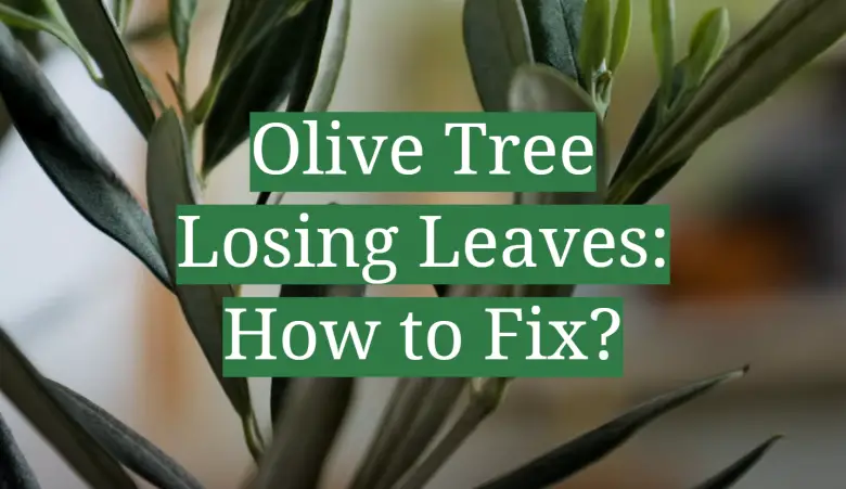 Olive Tree Losing Leaves: How to Fix? - GardenProfy