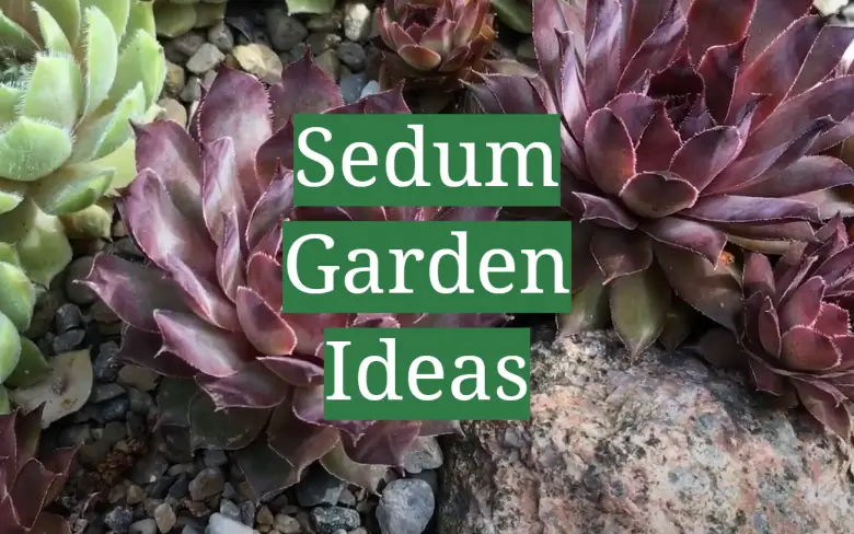 Sedum Garden Ideas - GardenProfy