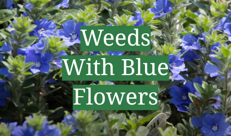 Weeds With Blue Flowers - GardenProfy