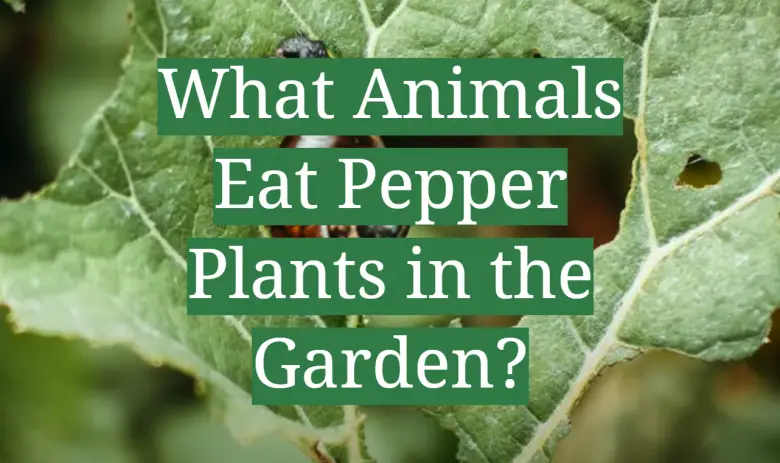 What Animals Eat Pepper Plants in the Garden? - GardenProfy