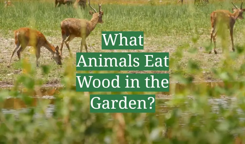 What Animals Eat Wood in the Garden? - GardenProfy