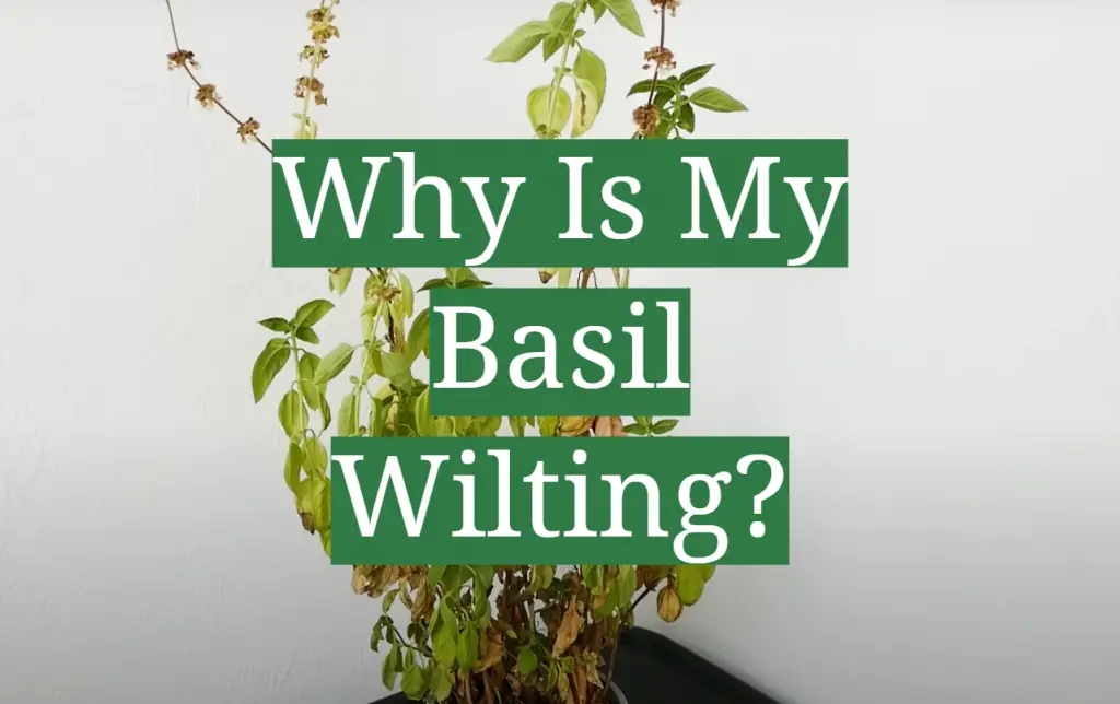 Why Is My Basil Wilting? - GardenProfy