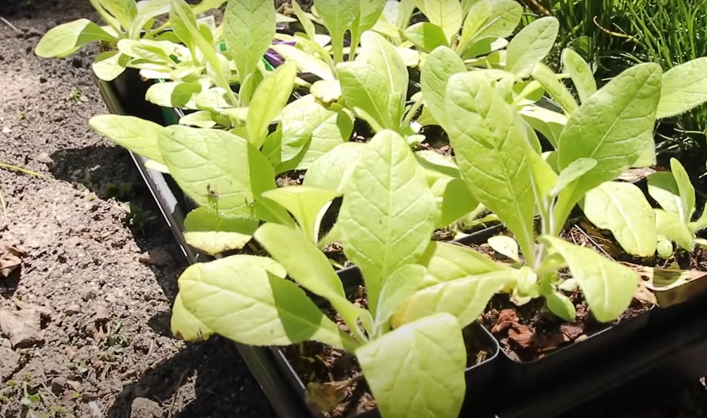 Circle Garden Ideas - GardenProfy