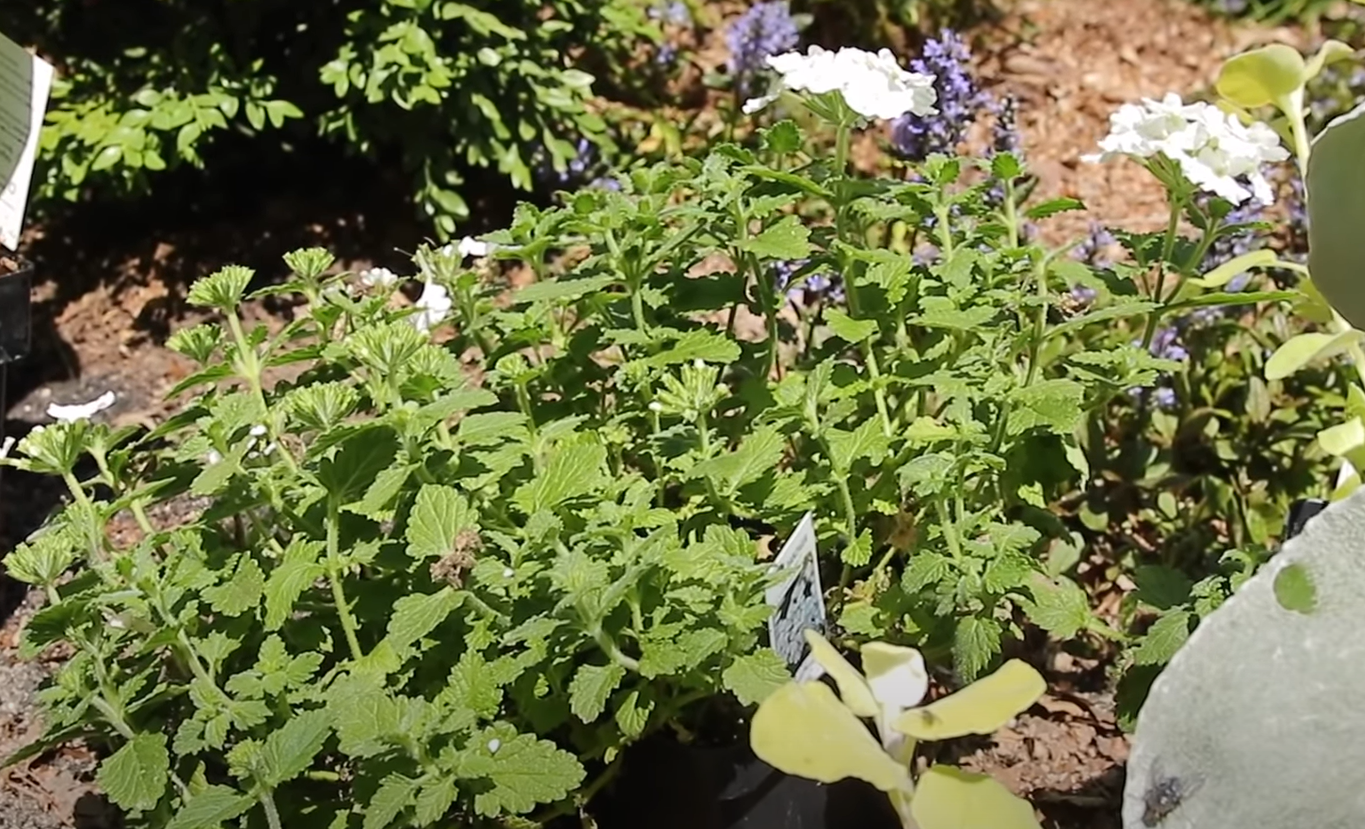 Circle Garden Ideas - GardenProfy