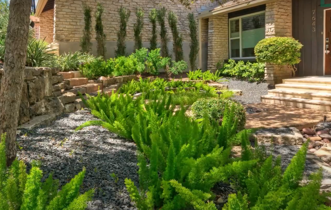 Foxtail Fern Landscaping Ideas - GardenProfy