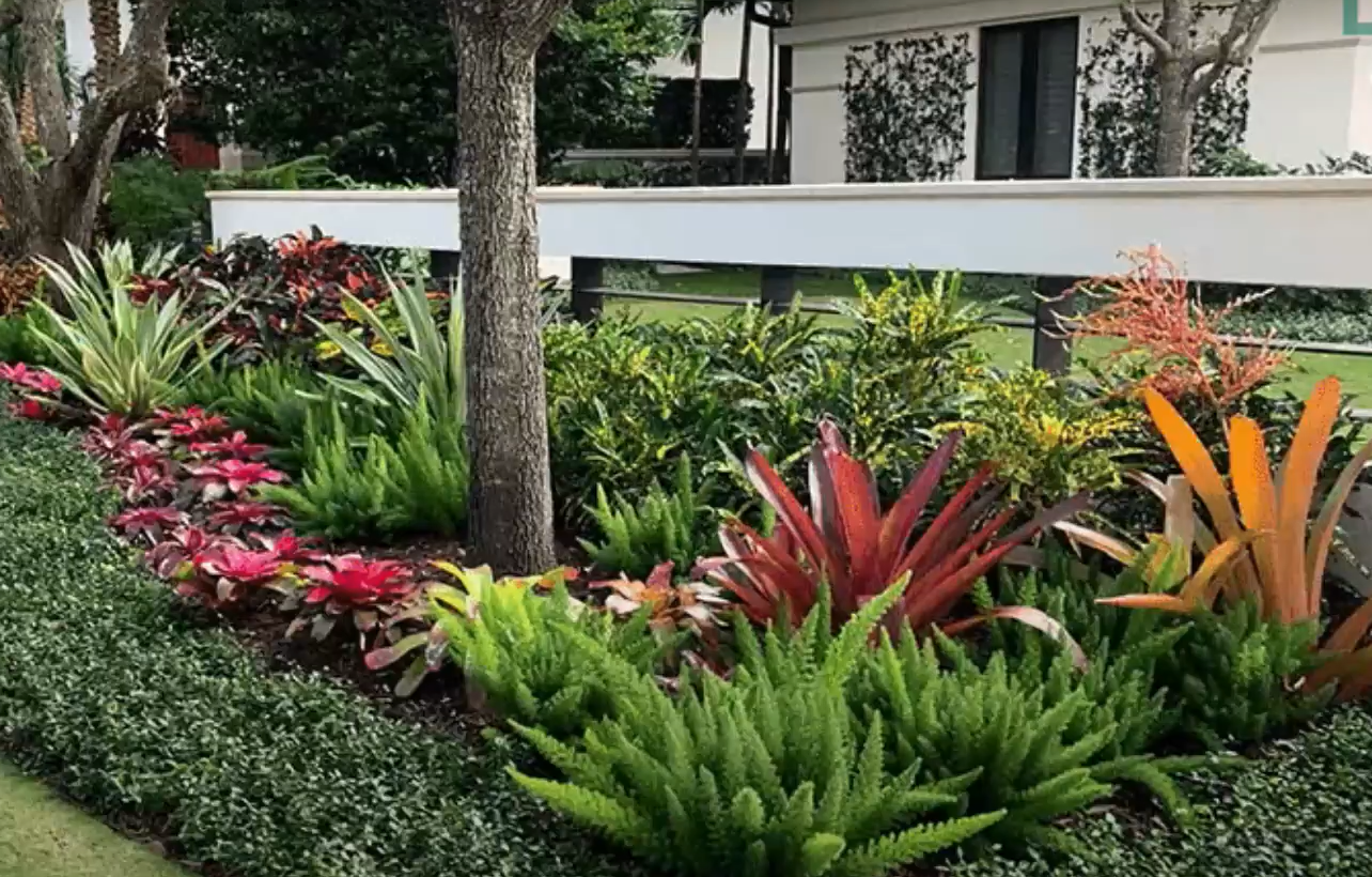 Foxtail Fern Landscaping Ideas - GardenProfy